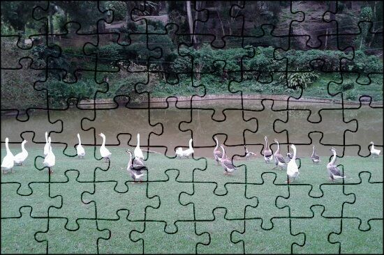 Gansos No Parque - Rompecabezas Del Usuario #300401