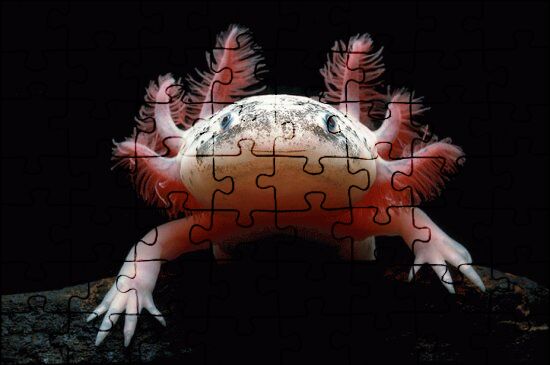 Salamander Jigsaw Puzzles Online | JSPuzzles.com