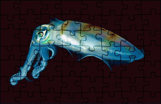 Squid Jigsaw Puzzles Online | JSPuzzles.com