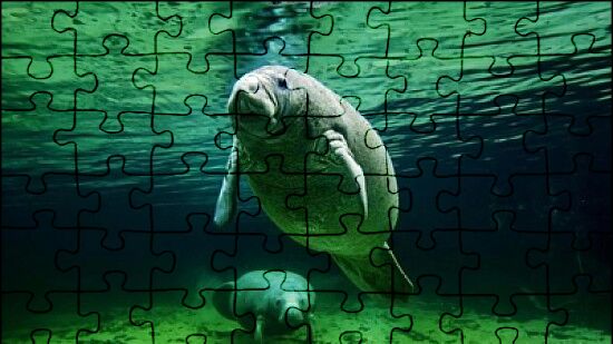 Manatee Jigsaw Puzzles Online | JSPuzzles.com