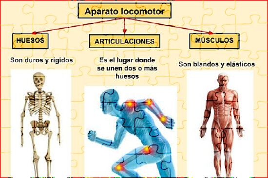 Profundizaneill2 El Sistema Locomotor Huesos Msculos Y