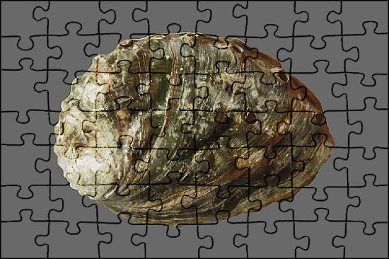 Haliotis Discus ユーザーパズル 681550番