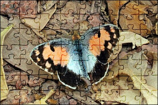 Colotis Phisadia ユーザーパズル 693020番