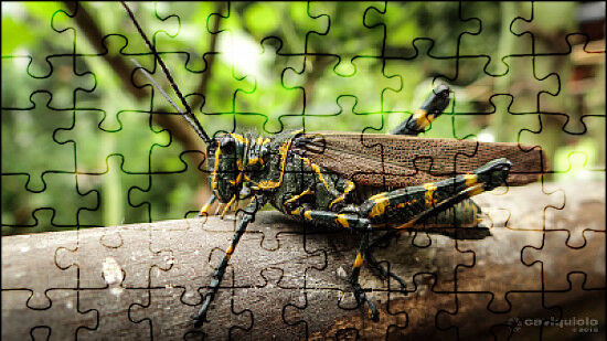Grasshopper Jigsaw Puzzles Online | JSPuzzles.com