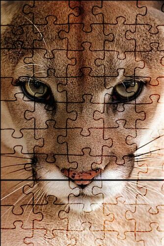 Cougar Jigsaw Puzzles Online | JSPuzzles.com