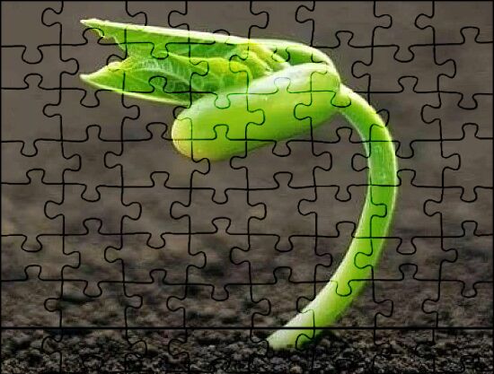 Bean Sprout Jigsaw Puzzles Online | JSPuzzles.com