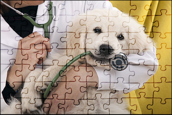 Veterinarian Jigsaw Puzzles Online | JSPuzzles.com