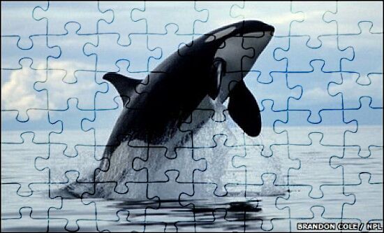 Orca Breach - Hrisez Puzzle #717006 | Jspuzzles