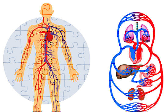 Sistema Circulatorio - Rompecabezas Del Usuario #801450