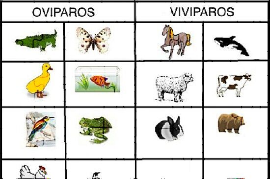 Oviparos Viviparos Los Animales Oviparos (Oviparous Animals In