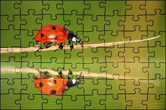 Ladybug Reflection ユーザーパズル 919467番