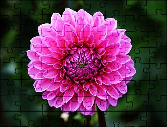 Flor - Rompecabezas Del Usuario #976647