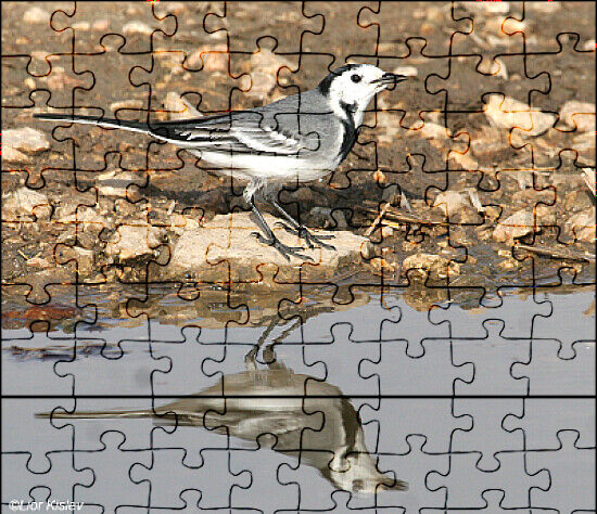 נחליאלי - Rompecabezas Del Usuario #994007